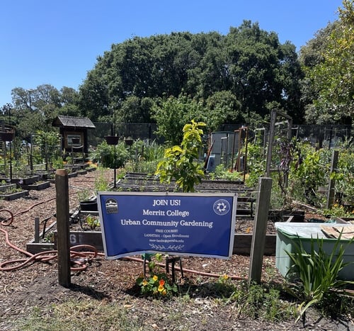 Urban Community Garden at Lake Merritt | Merritt College